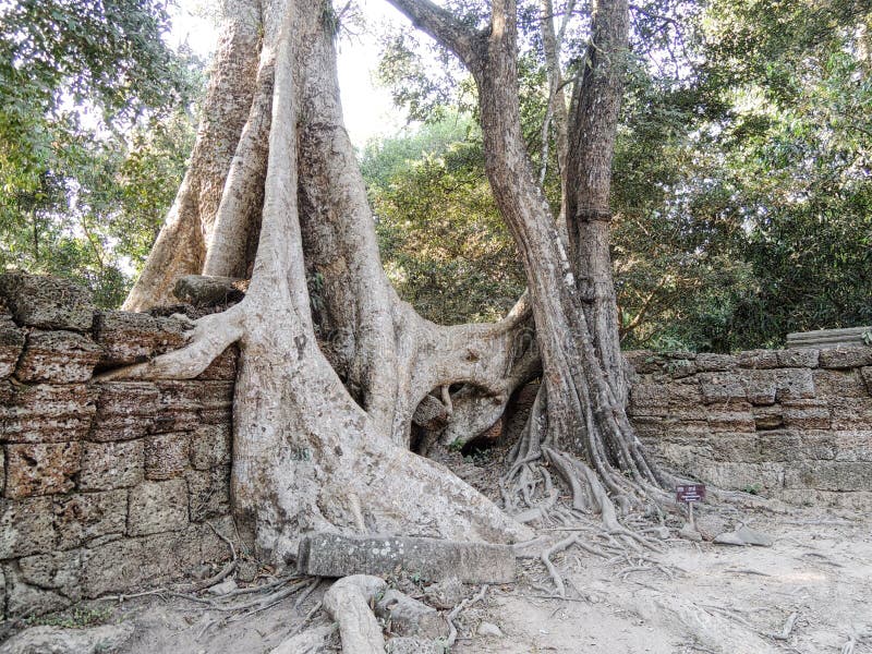 Angkor Wat Tree Roots into the Wall. Cambodia Stock Image - Image of ...