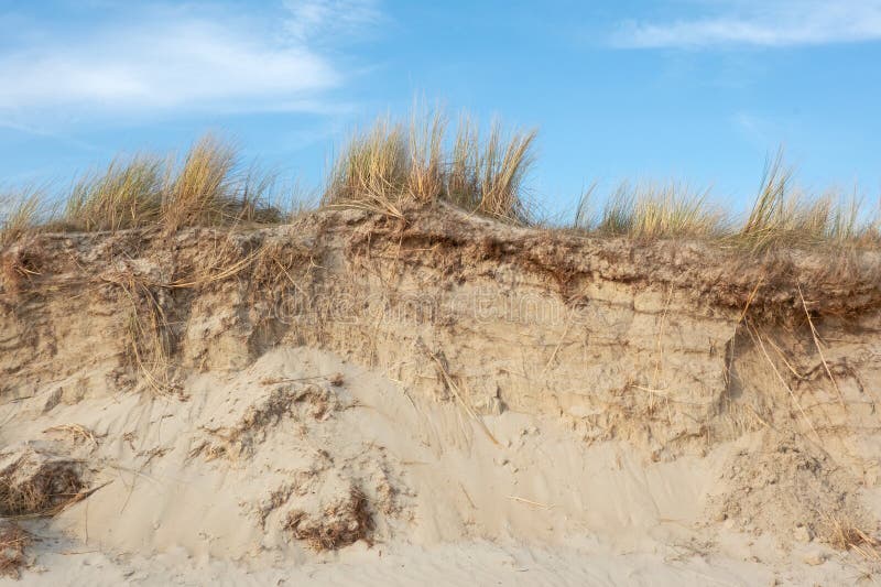 Roots of Marram Grass in Eroded Dune Stock Image - Image of root, plant ...