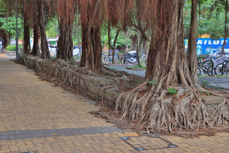 Tree Roots Cracking Sidewalk Stock Photos - Free & Royalty-Free Stock ...