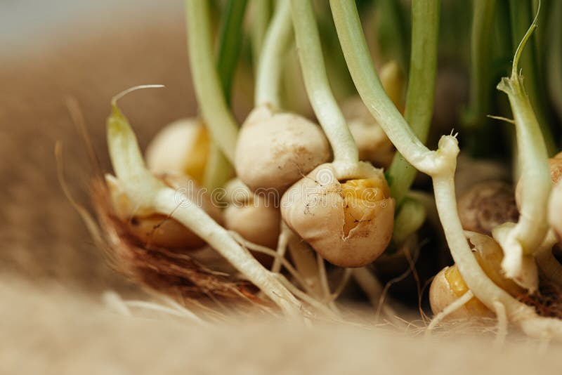 Roots of Micro Green Plant Close Up Stock Image - Image of fresh ...