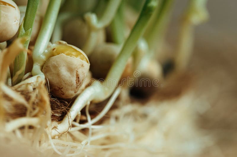 Roots of Micro Green Plant Close Up Stock Image - Image of roots, plant ...