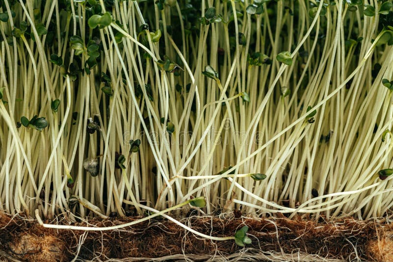 Roots of Micro Green Plant Close Up Stock Photo - Image of micro, plant ...