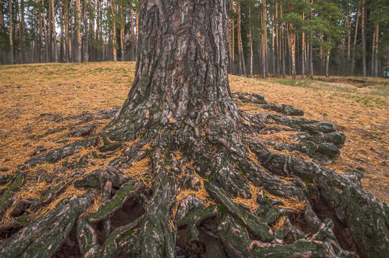 The Roots of a Mighty Old Tree. the Wisdom of the Forest Stock Photo ...
