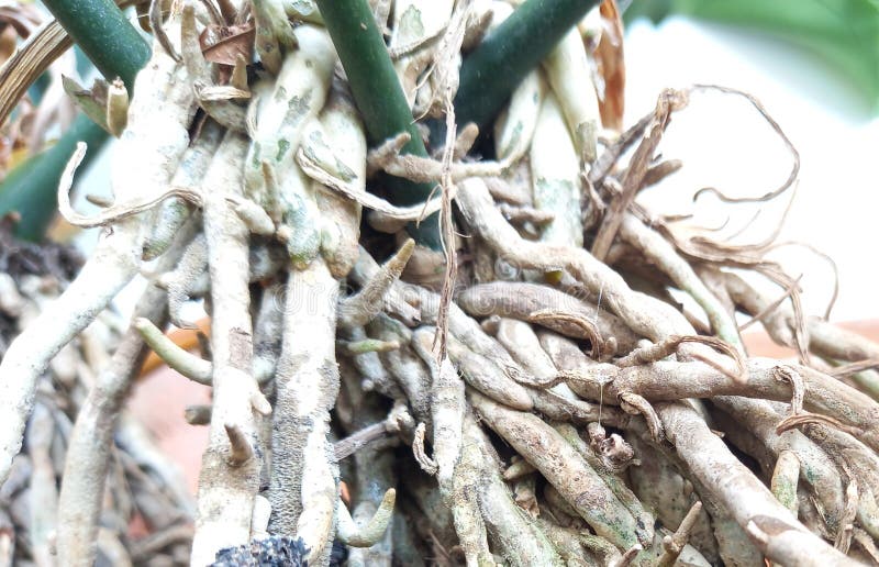 Roots stock photo. Image of wood, produce, iron, forest - 254519850