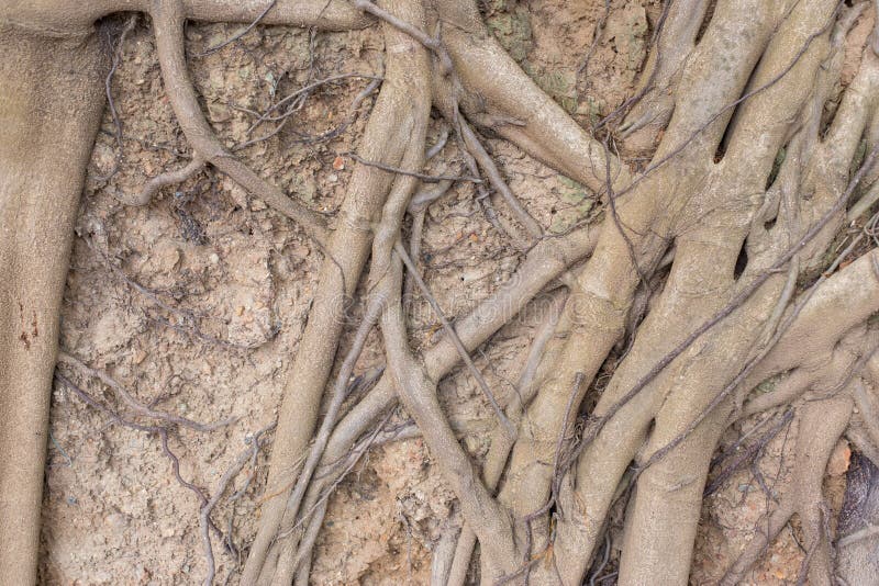 Roots stock image. Image of groung, composite, land, root - 41559211