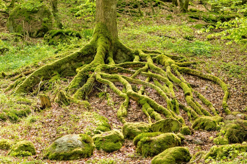 118 Rhizome Root System Stock Photos - Free & Royalty-Free Stock Photos ...