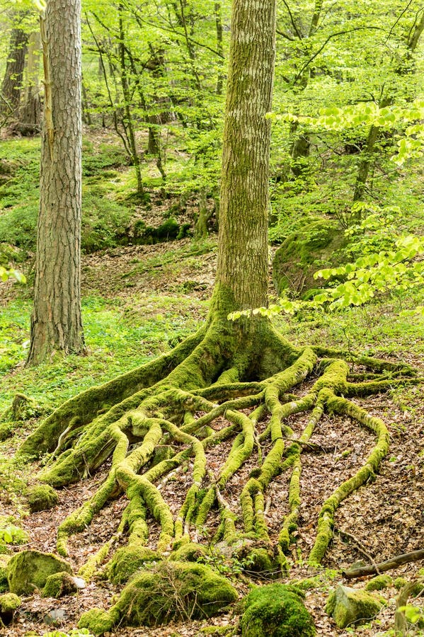 Roots system of a beech stock image. Image of bark, outdoor - 18689093