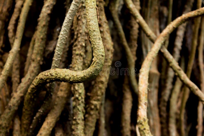 Roots stock photo. Image of roots, numerous, multiple - 94900934