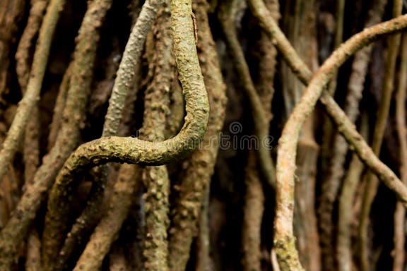 Roots stock photo. Image of roots, numerous, multiple - 94900934