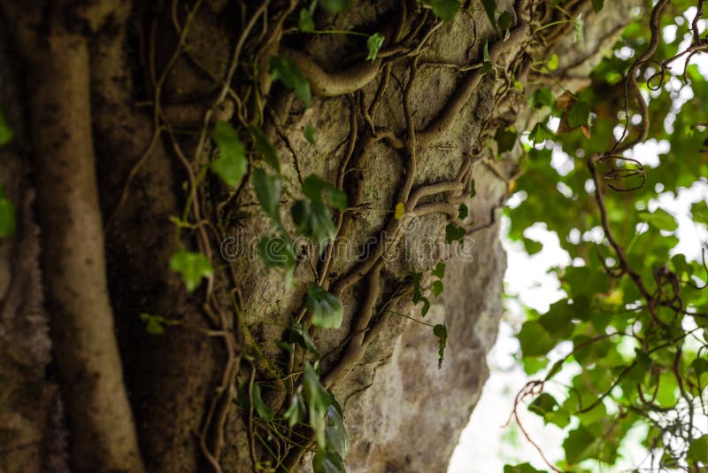 Roots stock photo. Image of climbing, boulder, clay, network - 31383538