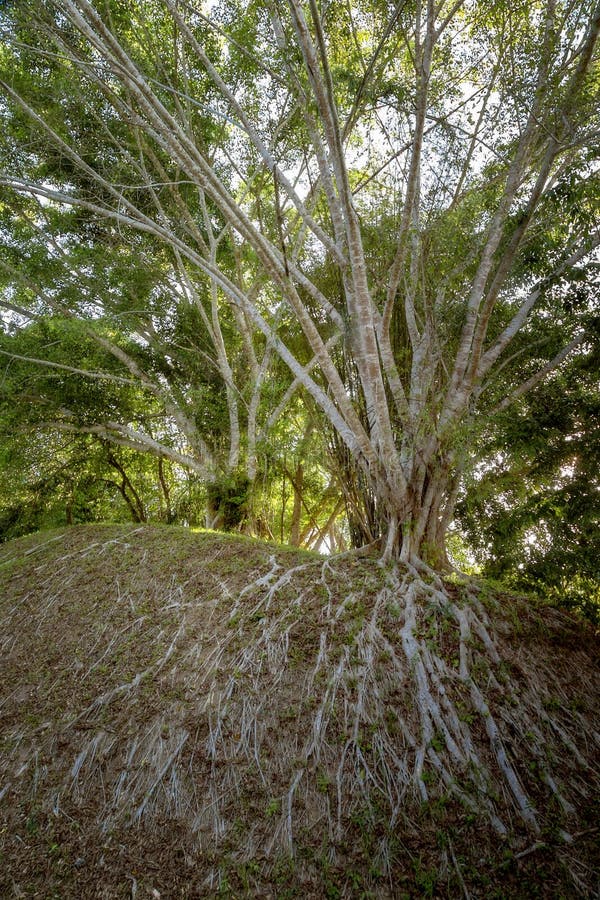 Roots of nature stock image. Image of standstill, fighting - 53774227
