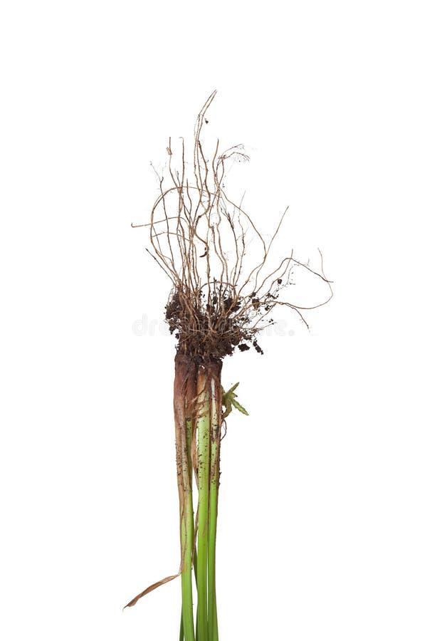 Nutsedge Roots On White Background Stock Photo - Image of infestation ...
