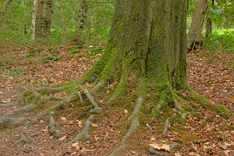 Roots of an Oak Tree Covered by Moss Stock Photo - Image of trees ...
