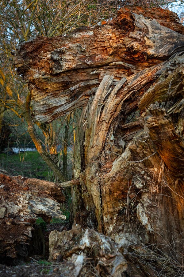 The Roots of the Old Fallen Tree in the Forest. Stock Photo - Image of ...