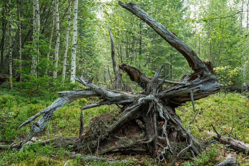 The Roots of Old Fallen Trees. Large Dry Tree Root Stock Photo - Image ...