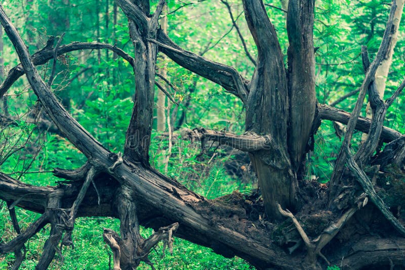 The Roots of Old Fallen Trees. Large Dry Tree Root Stock Photo - Image ...