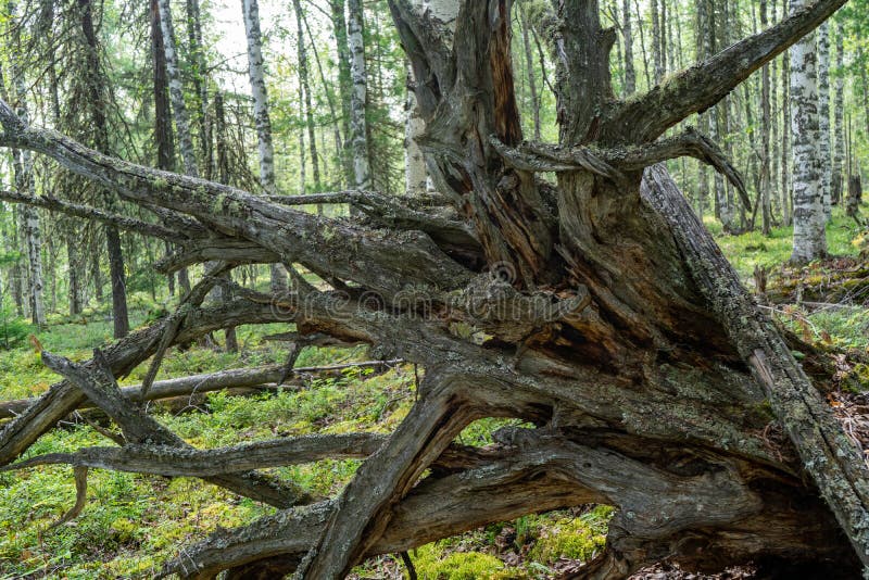 The Roots of Old Fallen Trees. Large Dry Tree Root Stock Photo - Image ...