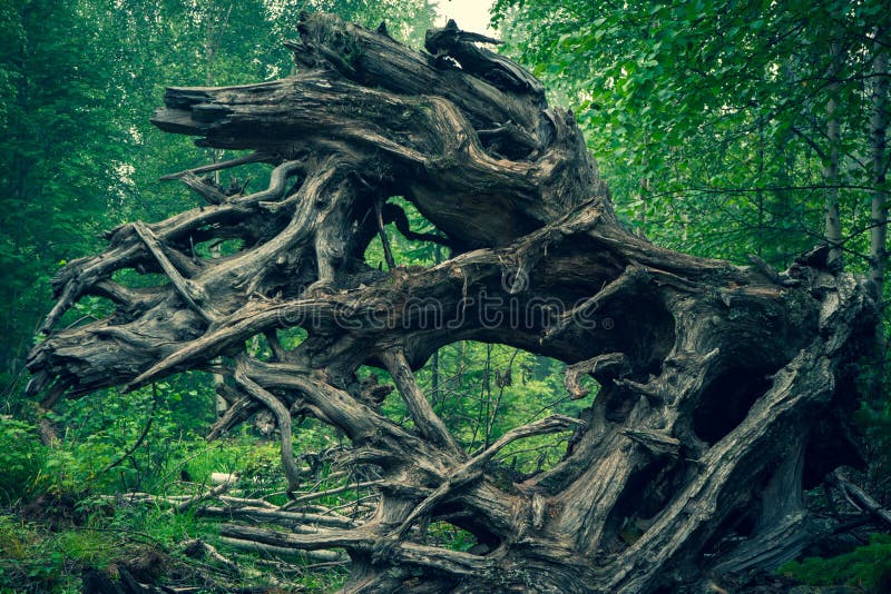 The Roots of Old Fallen Trees. Large Dry Tree Root Stock Image - Image ...