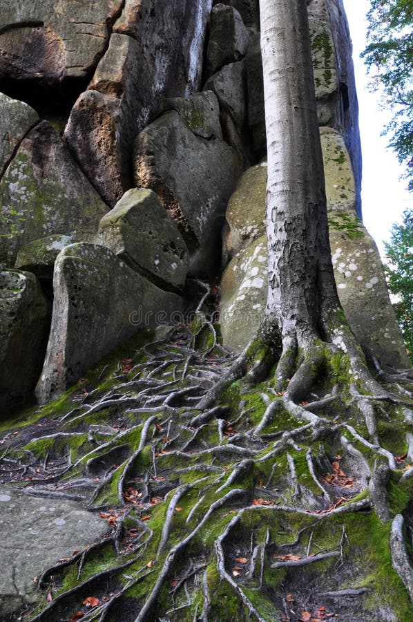 The Roots of Old Forest Trees_5 Stock Photo - Image of moss, woods ...