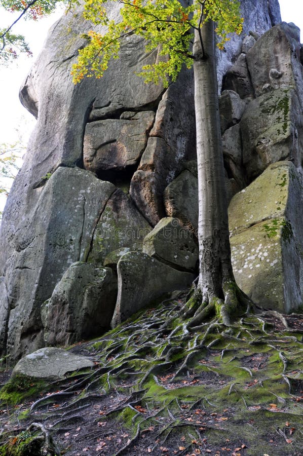 The Roots of Old Forest Trees_3 Stock Image - Image of stones, woods ...