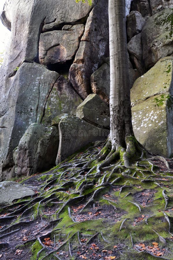 The Roots of Old Forest Trees_4 Stock Image - Image of height, stones ...