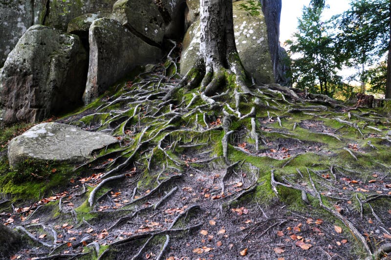 The Roots of Old Forest Trees_6 Stock Image - Image of trees, moss ...