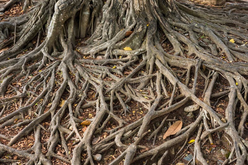 The Roots of Old Huge Tree on the Ground.Thailand Stock Photo - Image ...