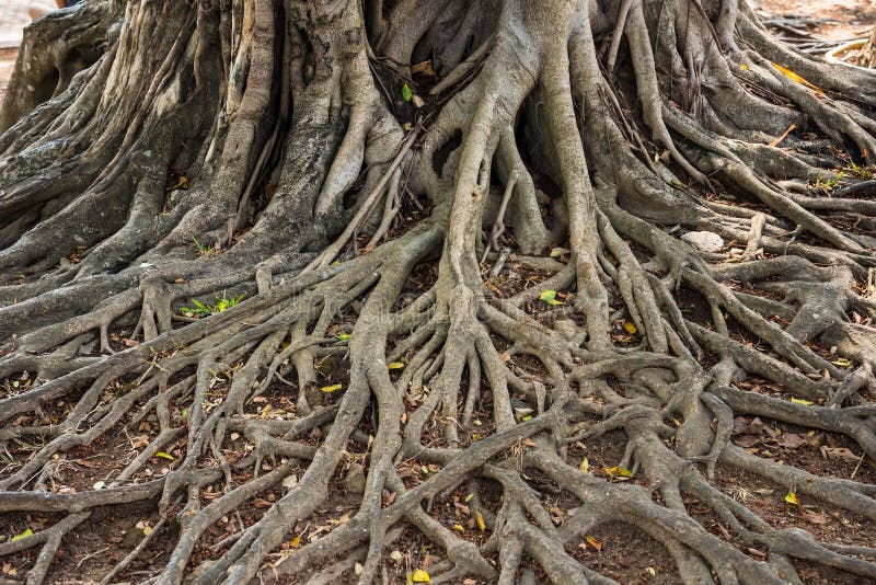 The Roots of Old Huge Tree on the Ground.Thailand Stock Image - Image ...