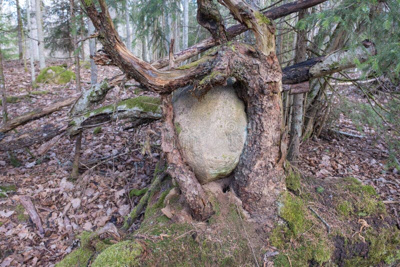 The Roots of an Old Oak Tree Growing Over and Around the Rocks and ...