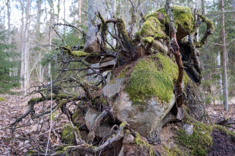 The Roots of an Old Oak Tree Growing Over and Around the Rocks and ...