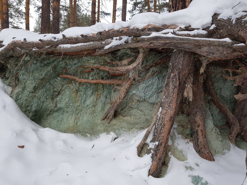 The Roots of an Old Tree Cling To the Ground Stock Photo - Image of ...