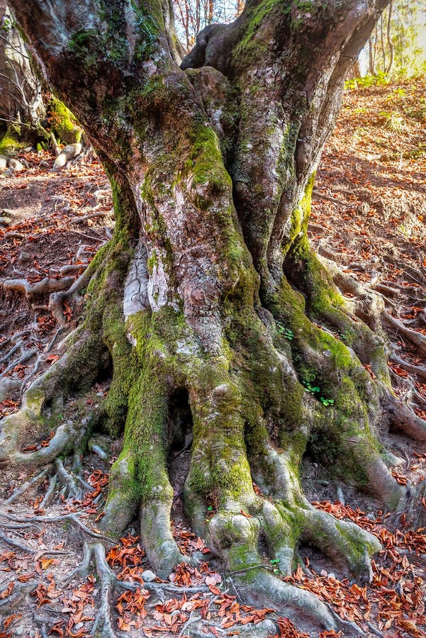 Roots of Old Tree, Covered with Moss and Underwood in Sunny Forest ...