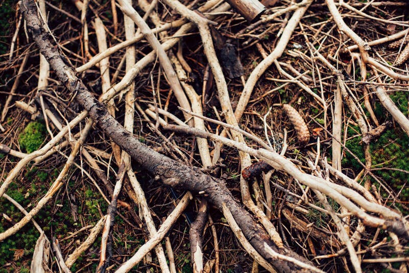 598 Tree Roots Dirt Ground Texture Stock Photos - Free & Royalty-Free ...