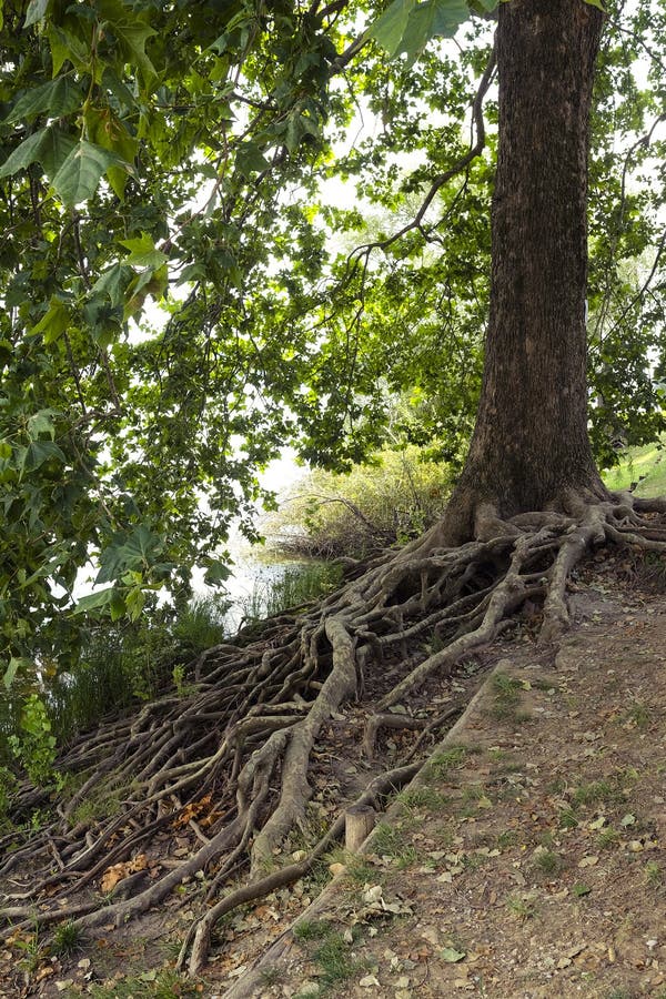 Roots of an Old Tree on the River Bank Stock Image - Image of coast ...