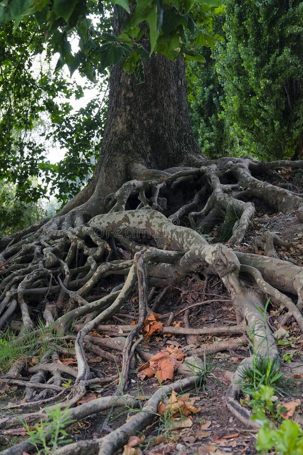 Roots of an Old Tree on the River Bank Stock Image - Image of country ...