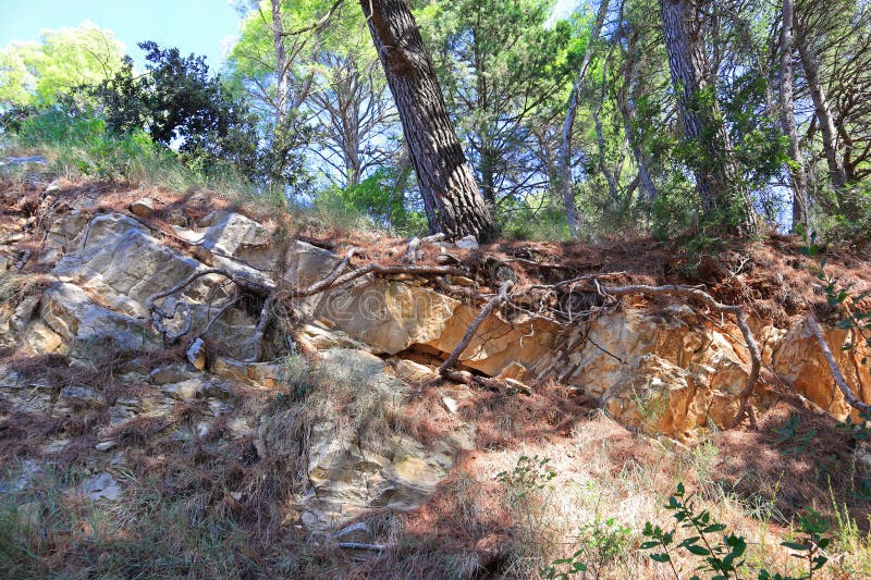 Roots of Old Trees in Forest Park Marjan in Split, Croatia Stock Photo ...