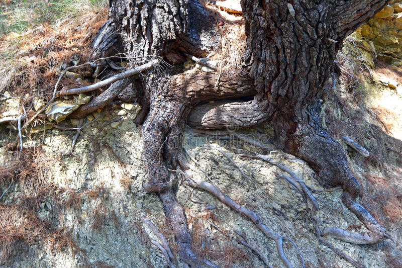 Roots of Old Trees in Forest Park Marjan in Split, Croatia Stock Image ...