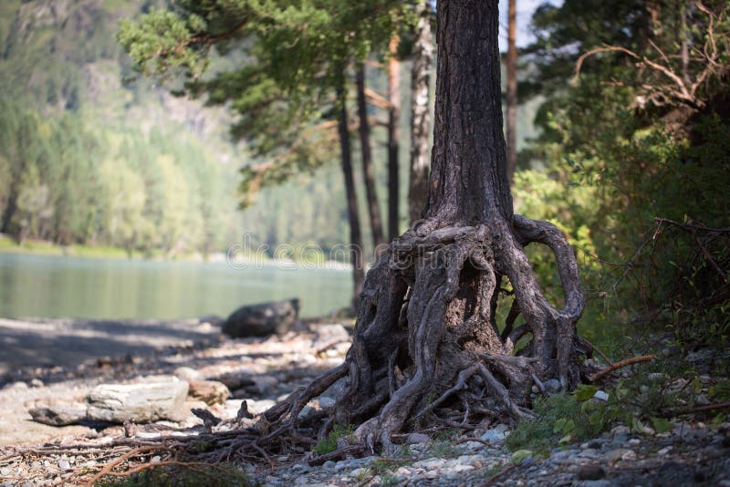 The roots of old trees stock image. Image of garden, environment - 49798523