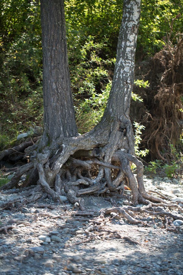 The roots of old trees stock photo. Image of green, organic - 49799356
