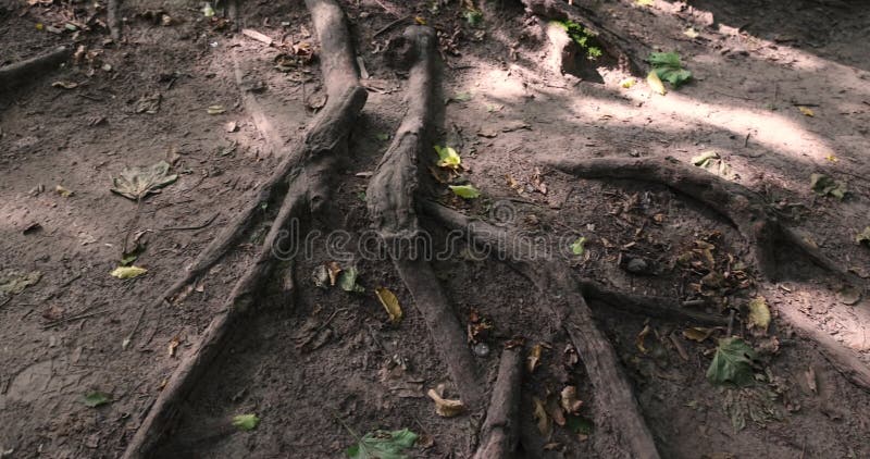 The Roots of Old Trees Stick Out of the Soil in the Forest Stock Video ...