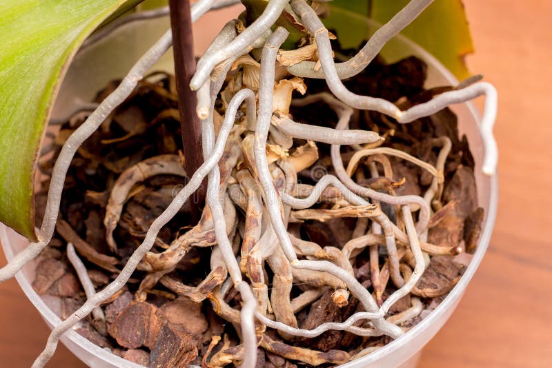 The Roots of the Orchid on the Background of the Pot, in Which the ...