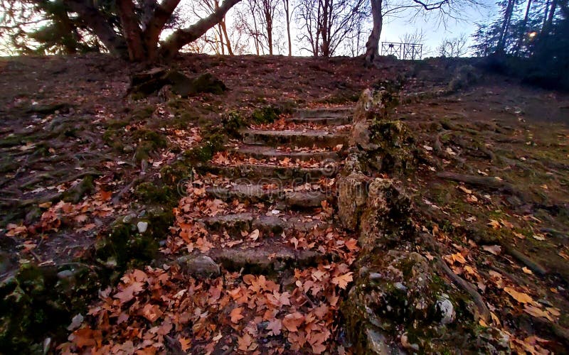 Roots, origin and source stock image. Image of space - 240602951