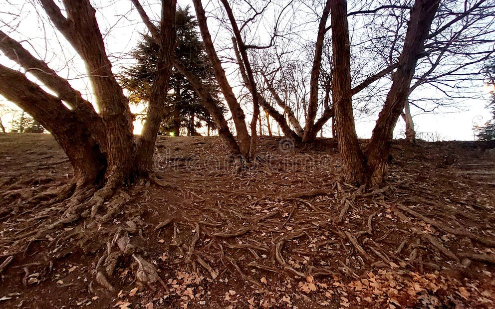 Roots, origin and source stock image. Image of live - 240602965