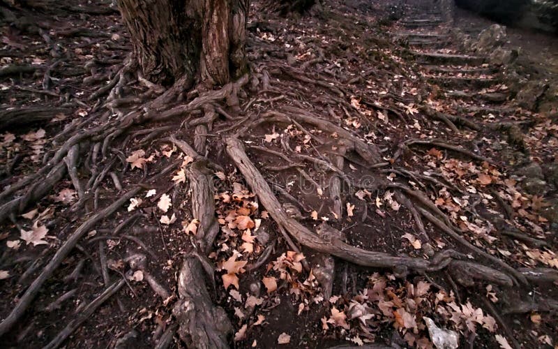 Roots, origin and source stock image. Image of nature - 240602947