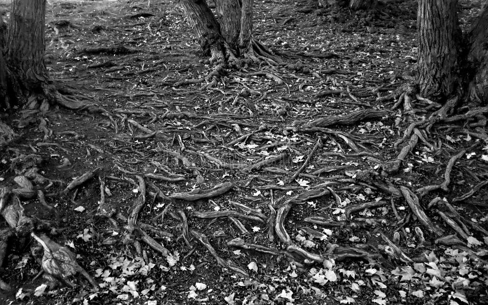 Roots, origin and source stock image. Image of origin - 240602955