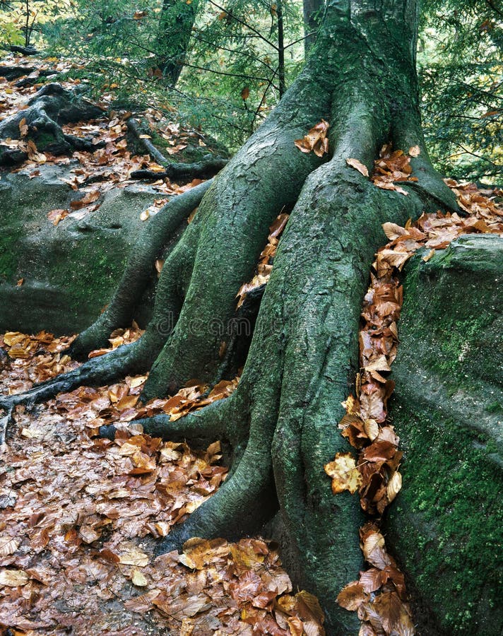 Tree roots stock photo. Image of trunk, plants, rocks - 29407164