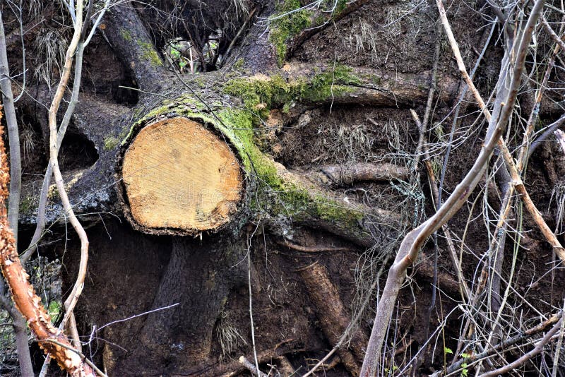835 Tree Overturned Stock Photos - Free & Royalty-Free Stock Photos ...