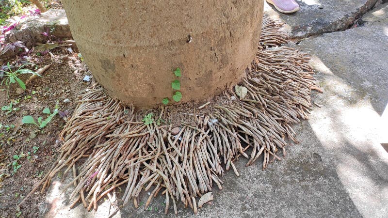 Roots of Palm Tree on the Floor Stock Image - Image of nature, twig ...