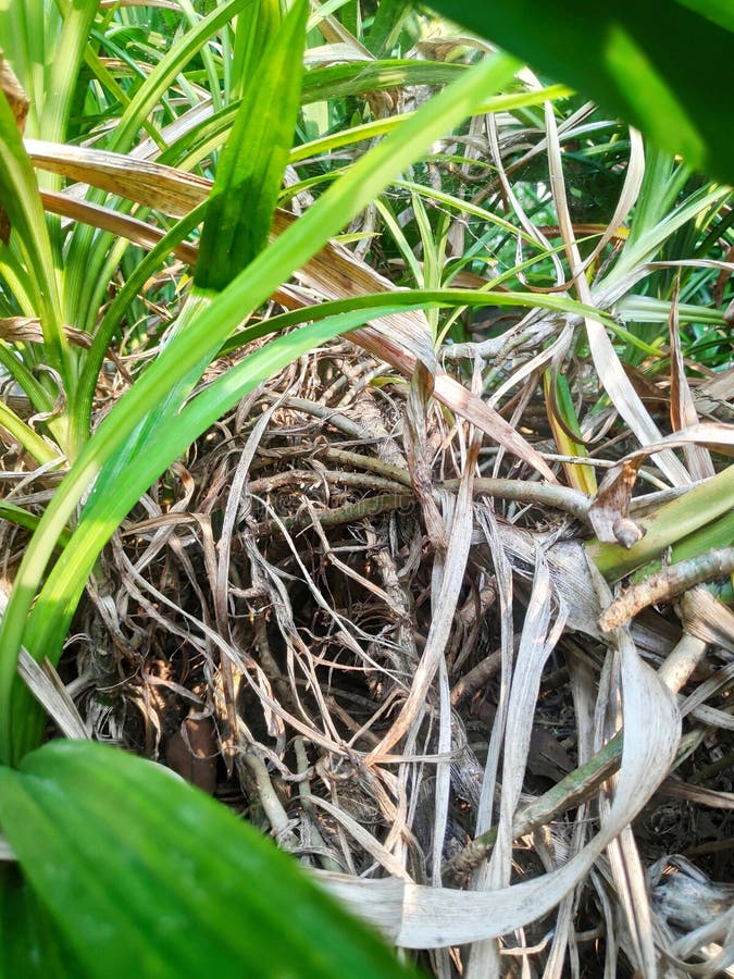 Pandan Roots Stock Photos - Free & Royalty-Free Stock Photos from ...