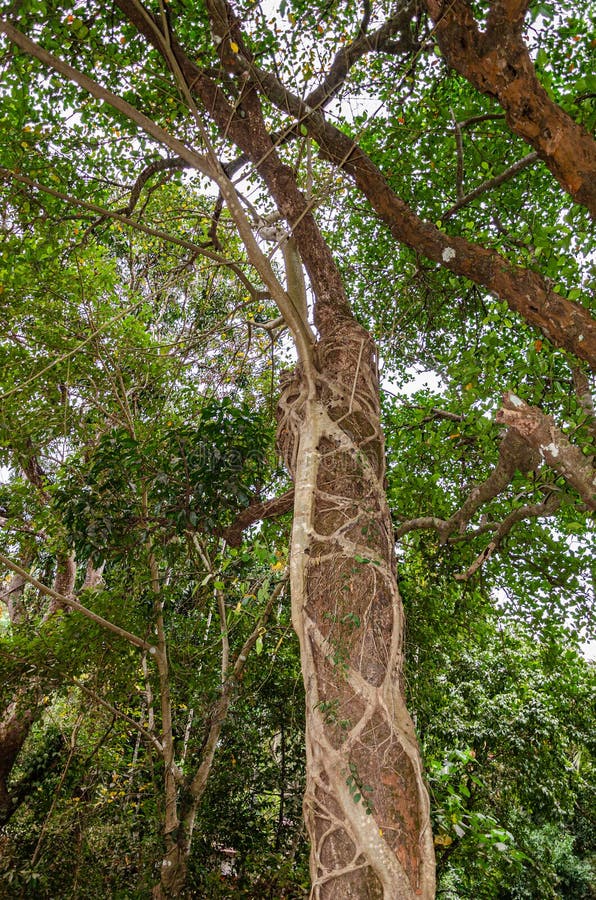 Roots of parasitic plant stock image. Image of attach - 332044265